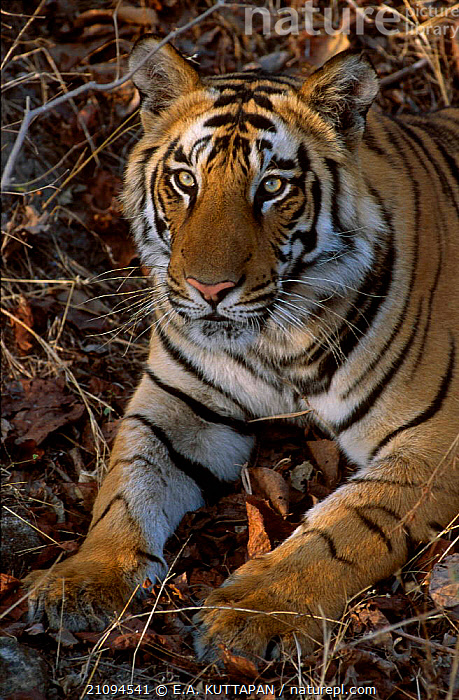 Stock photo of Face portrait of Bengal tiger {Panthera tigris tigris ...