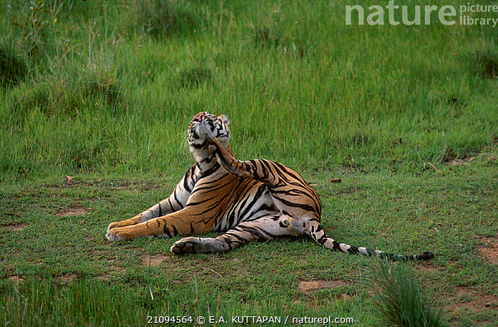 Stock photo of Male Bengal tiger scratching {Panthera tigris tigris ...