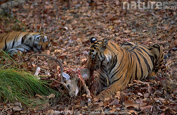 Stock photo of Bengal tiger eating Chital prey {Panthera tigris tigris ...