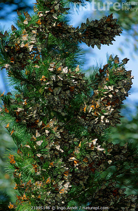 Stock photo of Monarch butterflies gather on fir tree {Danaus plexippus ...