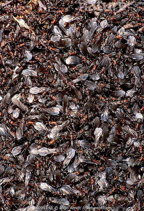 Stock photo of Swarm of winged Wood ants {Formica rufa} Hessen Germany ...