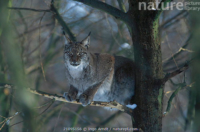 Stock photo of European lynx in tree {Lynx lynx} C Hessen Germany ...