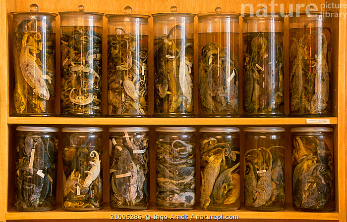 Stock photo of Bottles of Chameleons preserved in alcohol. Sammlung ...