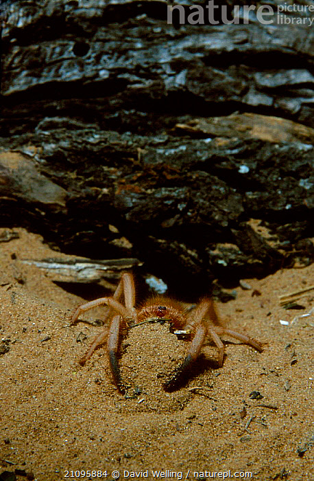 Stock photo of Windspider (Windscorpion) burrowing in sand {Eremobates ...