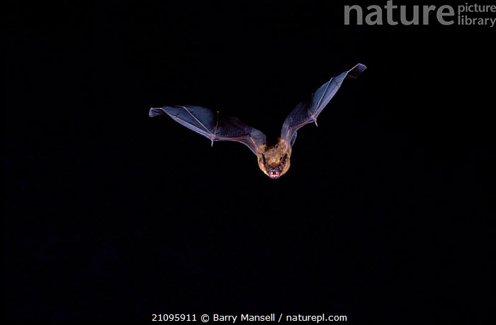 Stock photo of Big brown bat flying {Eptesicum fuscus} Florida, USA ...