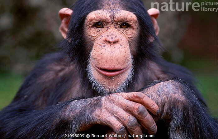 Stock photo of Young male Chimpanzee portrait facial expression {Pan ...