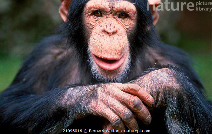 Stock photo of Young male Chimpanzee portrait facial expression {Pan ...