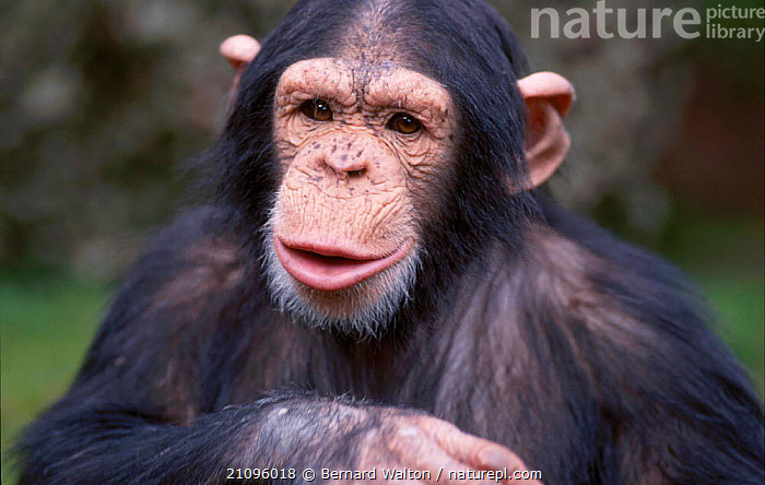 Stock photo of Young male Chimpanzee portrait facial expression {Pan ...