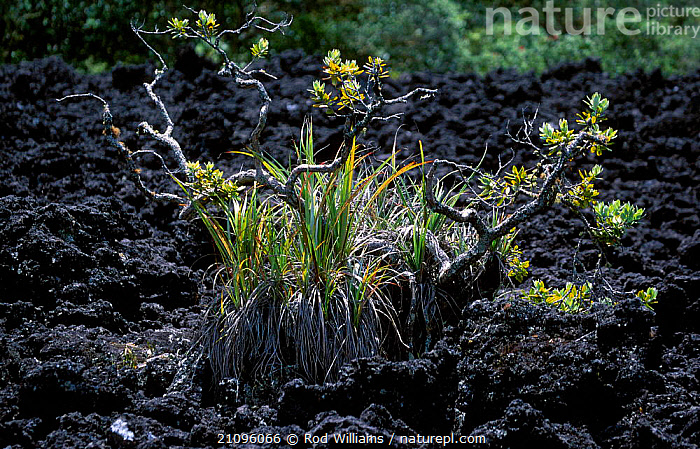 Stock photo of Plants colonising bare volcanic rock (Black basalt ...