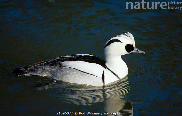 Stock photo of Smew male {Mergus albellus} captive. Available for sale ...