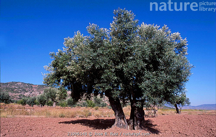 Stock photo of Olive tree {Olea europaea} Spain. Available for sale on ...
