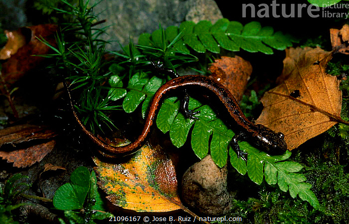 Stock photo of Golden striped salamander {Chioglossa lusitanica} Spain ...