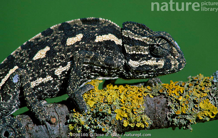 Stock photo of European chameleon {Chamaeleo chamaeleo} Spain ...