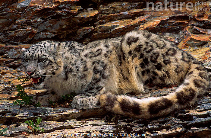 Stock photo of Snow leopard snarling {Panthera uncia} captive from E ...
