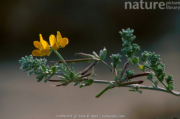 Stock photo of Southern birds trefoil {Lotus creticus} Spain. Available ...