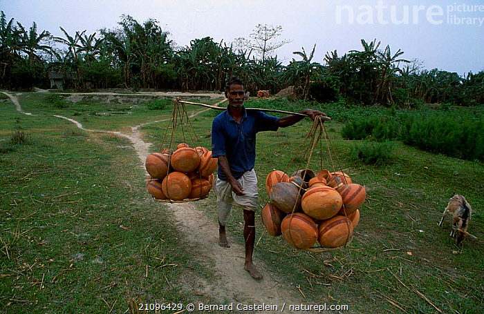 Stock photo of Man carries pots to jetty Majuli Island Assam India ...