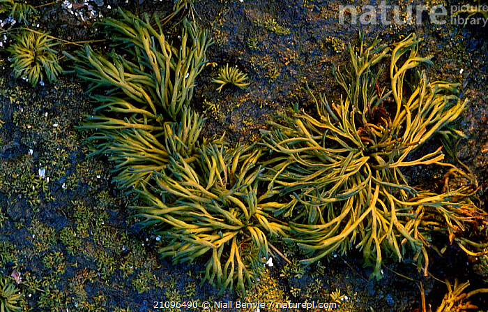 Stock photo of Channelled wrack seaweed {Pelvetia canaliculata} Lofoten ...
