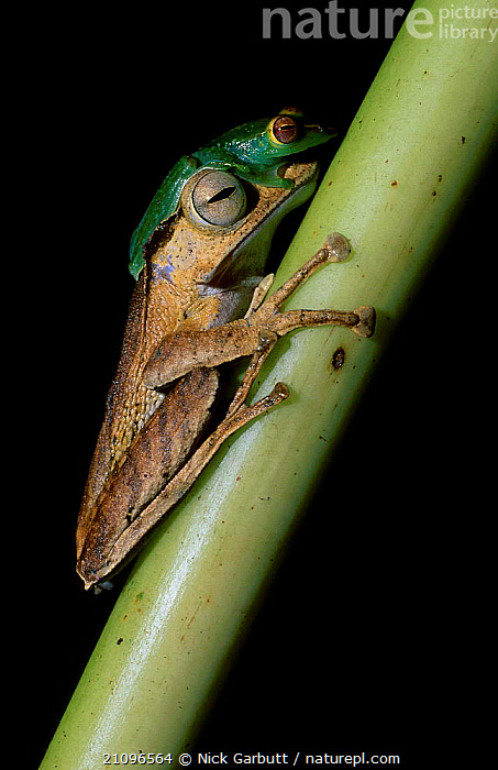 Stock photo of Bornean eared frog {Polypedates otilophus} + Jade tree ...