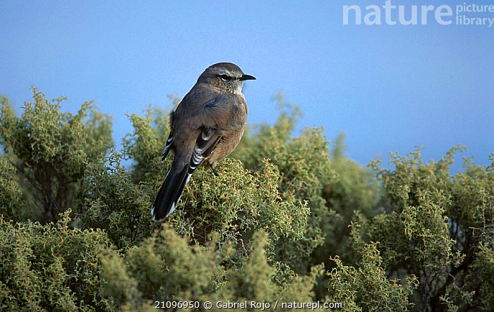 Stock photo of Patagonian mockingbird {Mimus patagonicus} Patagonia ...