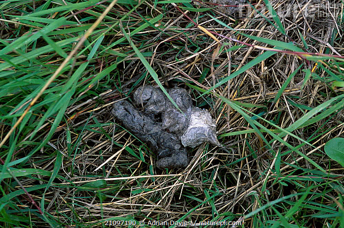 Stock photo of Wild cat droppings {Felis silvestris} UK. Available for ...