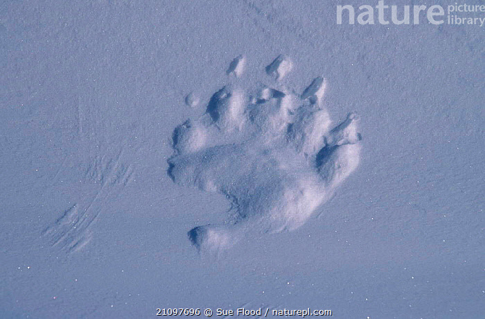 Stock photo of Polar bear footprint in snow {Ursus maritimus} Churchill ...