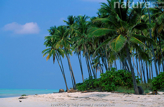 Stock photo of Palm trees on beach Lakshadweep Laccadive islands Indian ...