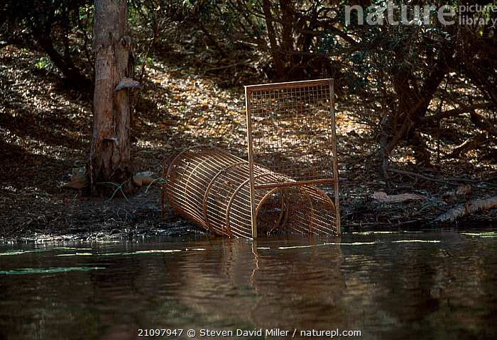 Stock photo of Cage used to catch Saltwater crocodiles. Chamberlain ...