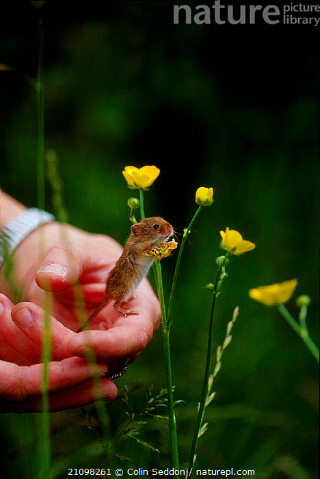 Stock photo of Harvet mouse {Micromys minutus} being released onto ...