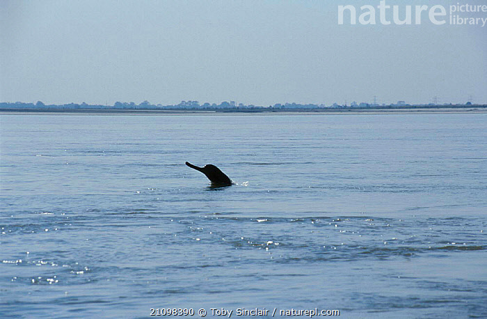 Stock photo of Gangetic dolphin {Platanista gangetica} Assam India ...