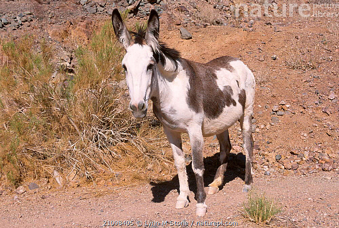 Stock photo of Wild burro {Equus asinus} Nevada USA. Available for sale ...