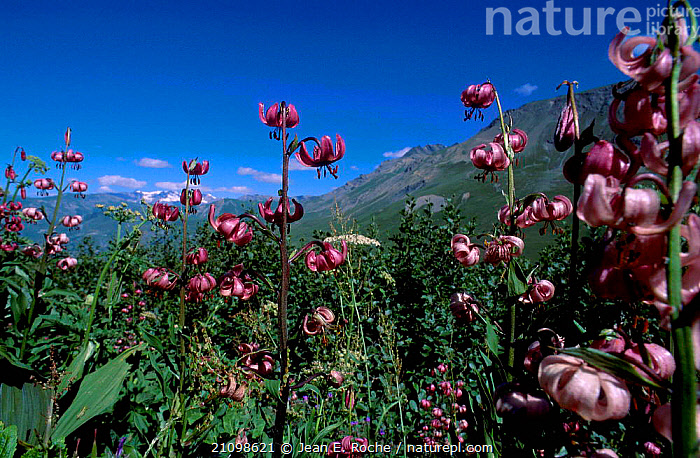 Stock photo of Martagon lily in flower {Lilium martagon} Ecrins Alps ...