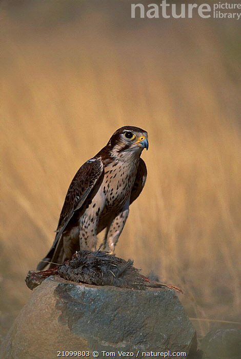 Stock photo of Prairie falcon with prey {Falco mexicanus} C Tucson ...