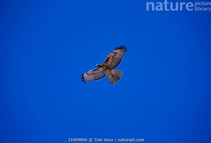 Stock photo of Red tailed hawk flying {Buteo jamaicensis} Tucson ...