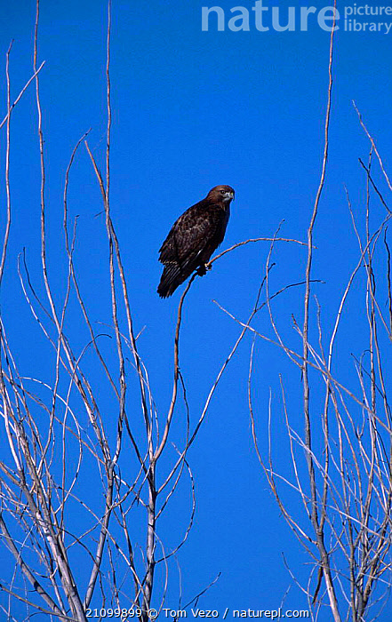 Stock photo of Red tailed hawk perched {Buteo jamaicensis} Tucson ...