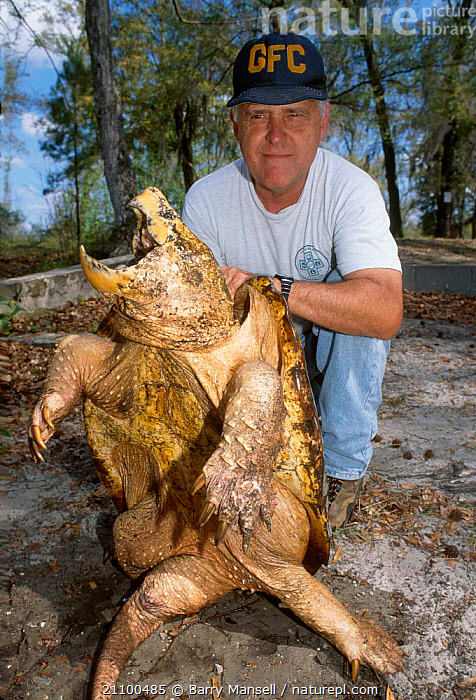 Stock photo of Alligator snapping turtle showing belly {Macroclemys ...