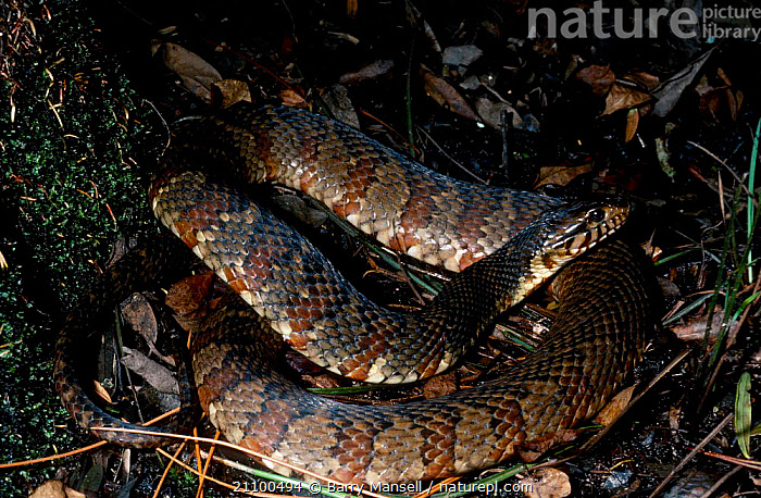 Stock photo of Banded water snake {Nerodia fasciata fasciata} Florida ...