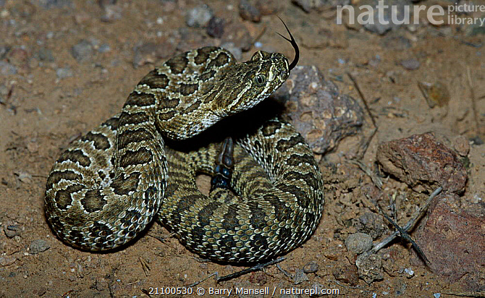 Stock photo of Hopi rattlesnake {Crotalus viridis nuntius} Arizona USA ...