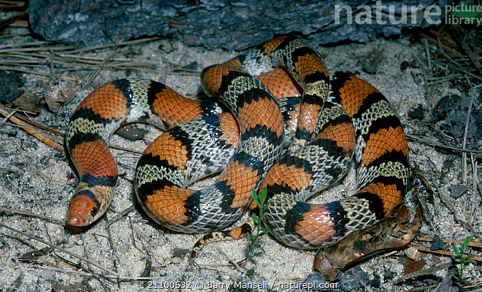 Stock photo of Scarlet snake {Cemophora coccinea} Florida USA ...