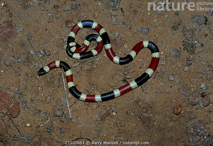 Stock photo of Arizona coral snake {Micruroides euryxanthes} Arizona ...