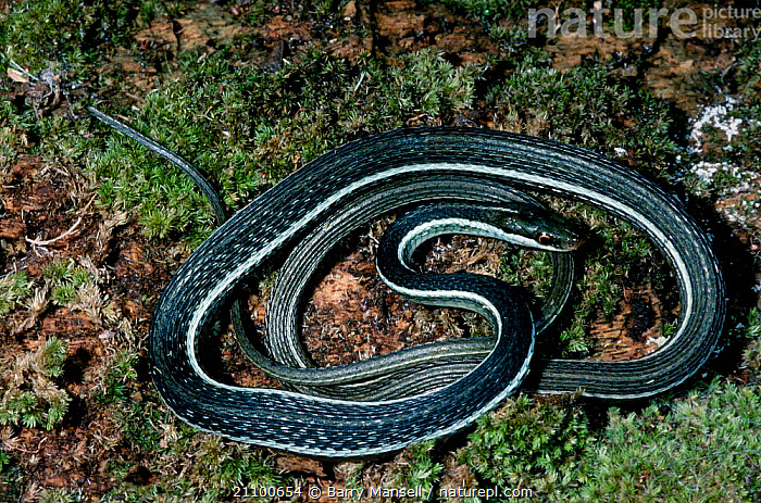Stock photo of Blue striped garter snake {Thamnophis sauritus nitae} C ...