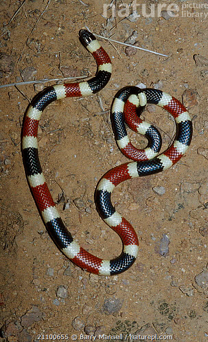 Stock photo of Arizona coral snake {Micruroides euryxanthus} C Arizona ...