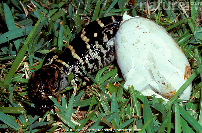Stock photo of American alligator hatching {Alligator mississippiensis ...