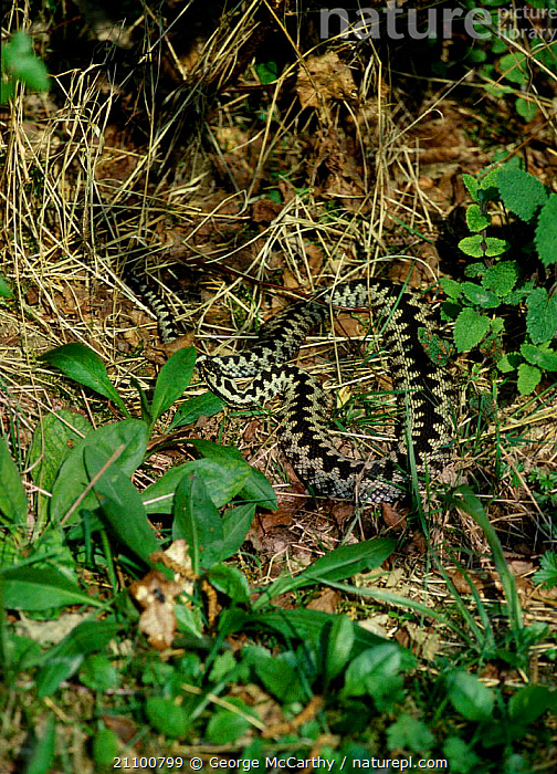 Stock photo of Male adder basking showing body flattened to maximise ...