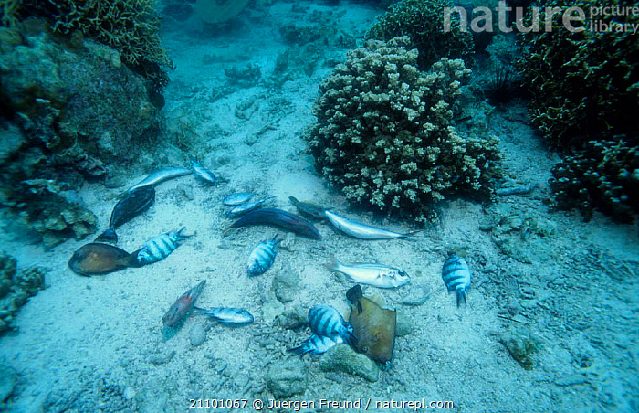 Stock photo of Dynamited reef fish on seabed Philippines 2000 ...