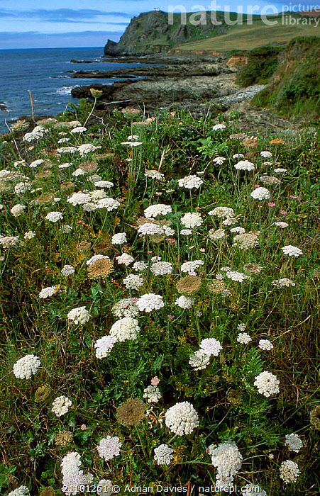 Stock photo of Sea carrot (Carrot plant) {Daucus carota} flowering on ...