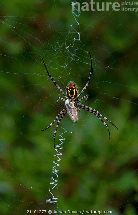 Stock photo of Orb web spider with prey wrapped on web {Argiope ...