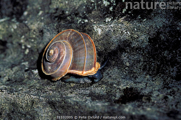 Stock photo of Snail {Tropidophora sp} Ankarana , Madagascar endemic ...