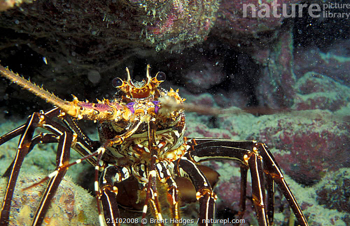 Stock photo of Blue rock lobster {Panulirus femoristriga} Papua New ...