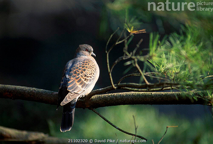 Stock photo of Eastern turtle dove {Streptopelia orientalis} Meiji ...