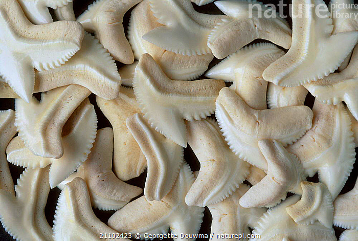 Stock photo of Tiger shark teeth {Galeocerdo cuvieri}. Available for ...